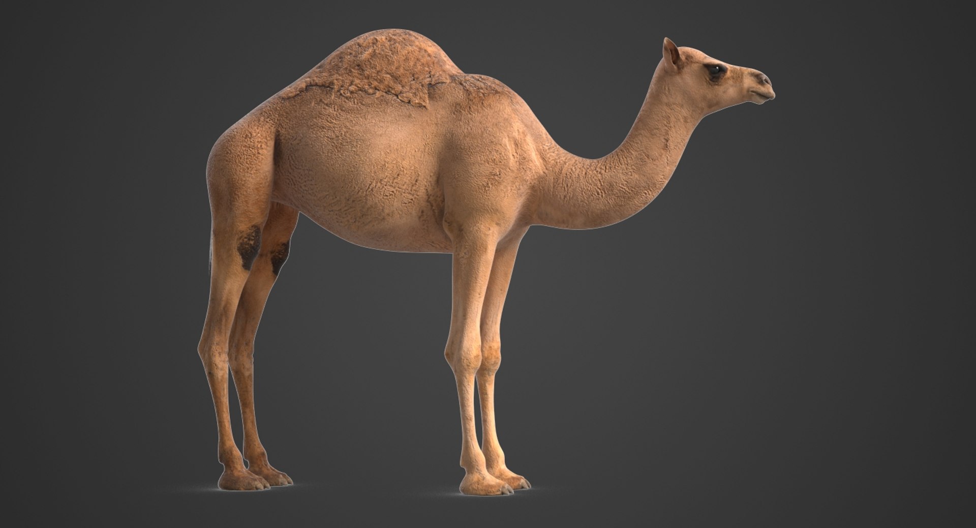 Camel 2 3D Model - TurboSquid 1401111