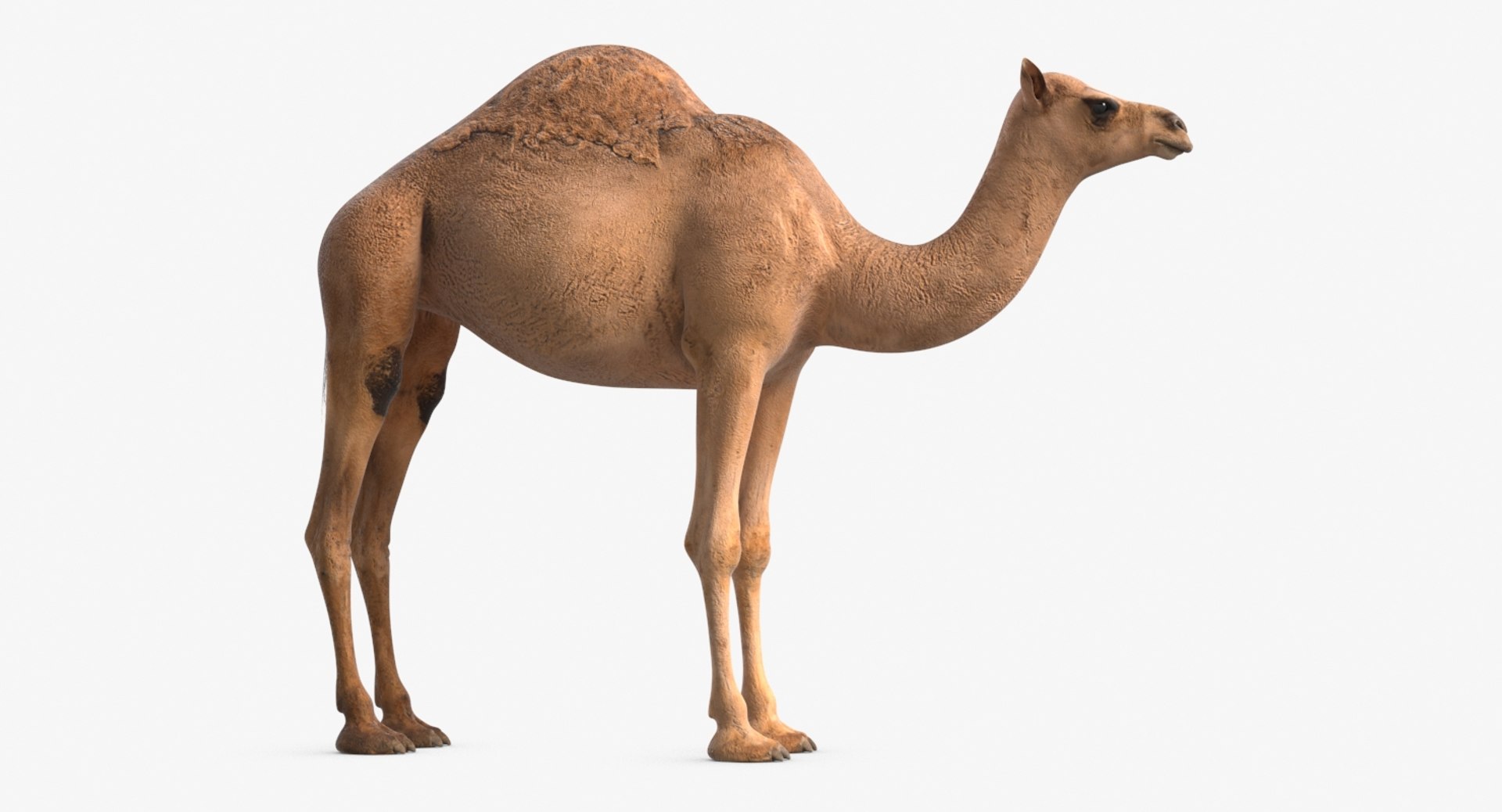 Camel 2 3D Model - TurboSquid 1401111