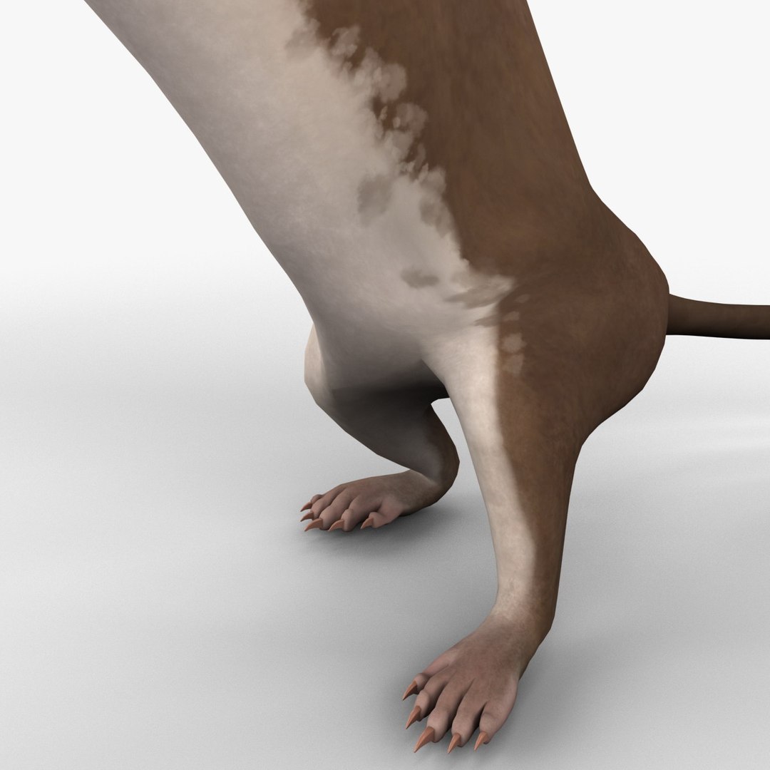 3d Weasel Pose 2 Model