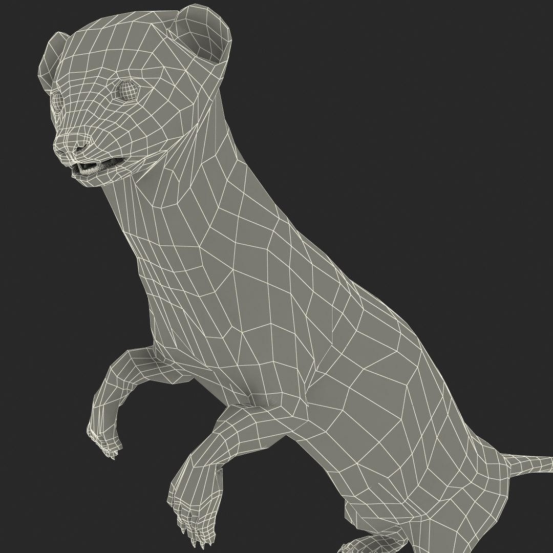 3d Weasel Pose 2 Model
