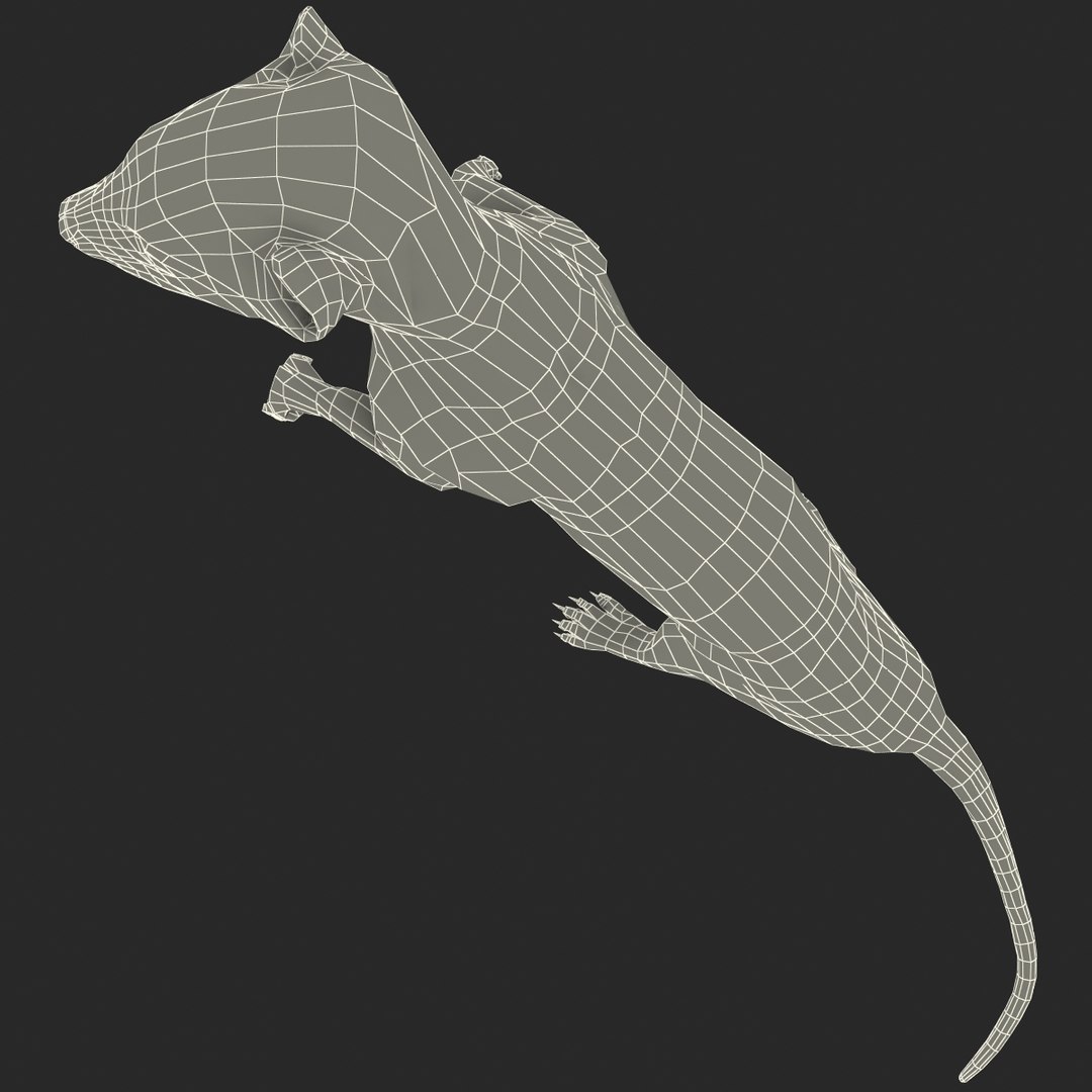 3d Weasel Pose 2 Model