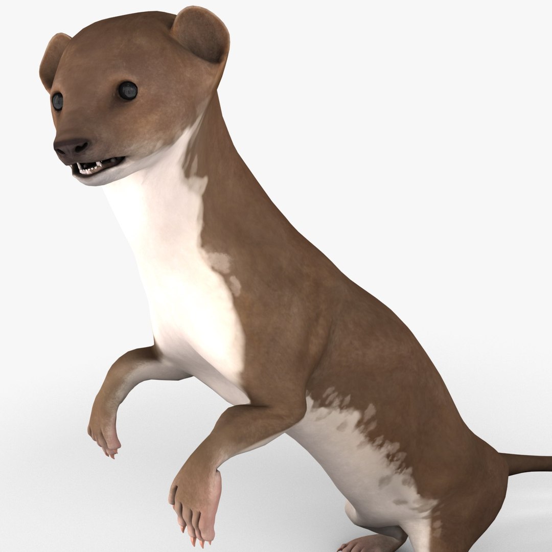 3d Weasel Pose 2 Model