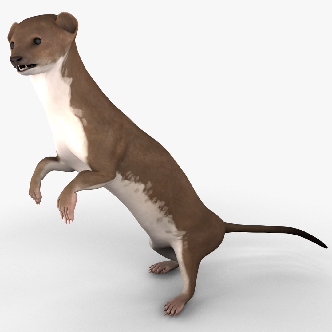 3d Weasel Pose 2 Model