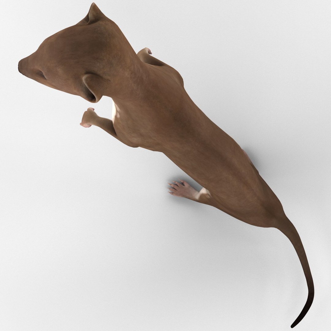 3d Weasel Pose 2 Model