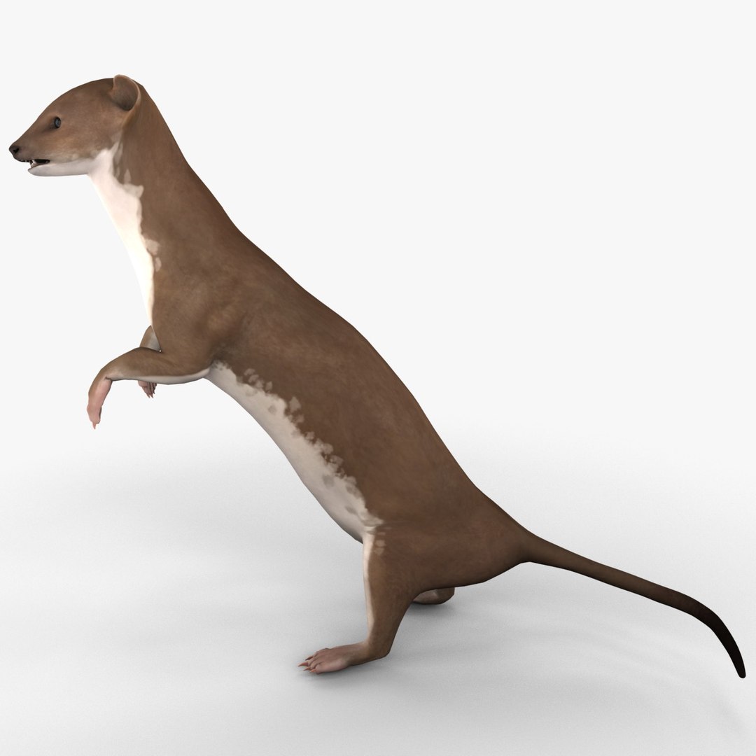 3d Weasel Pose 2 Model