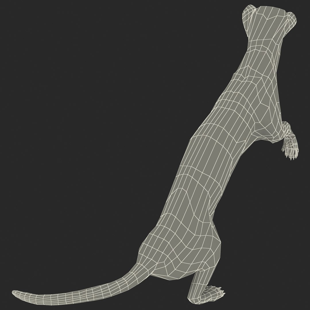 3d Weasel Pose 2 Model