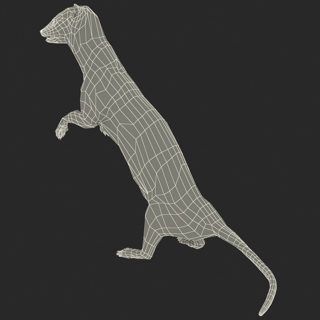 3d Weasel Pose 2 Model