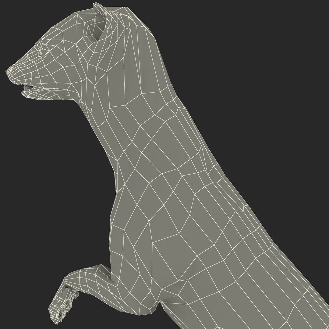 3d Weasel Pose 2 Model