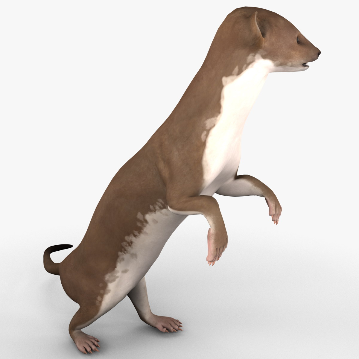 3d weasel pose 2 model