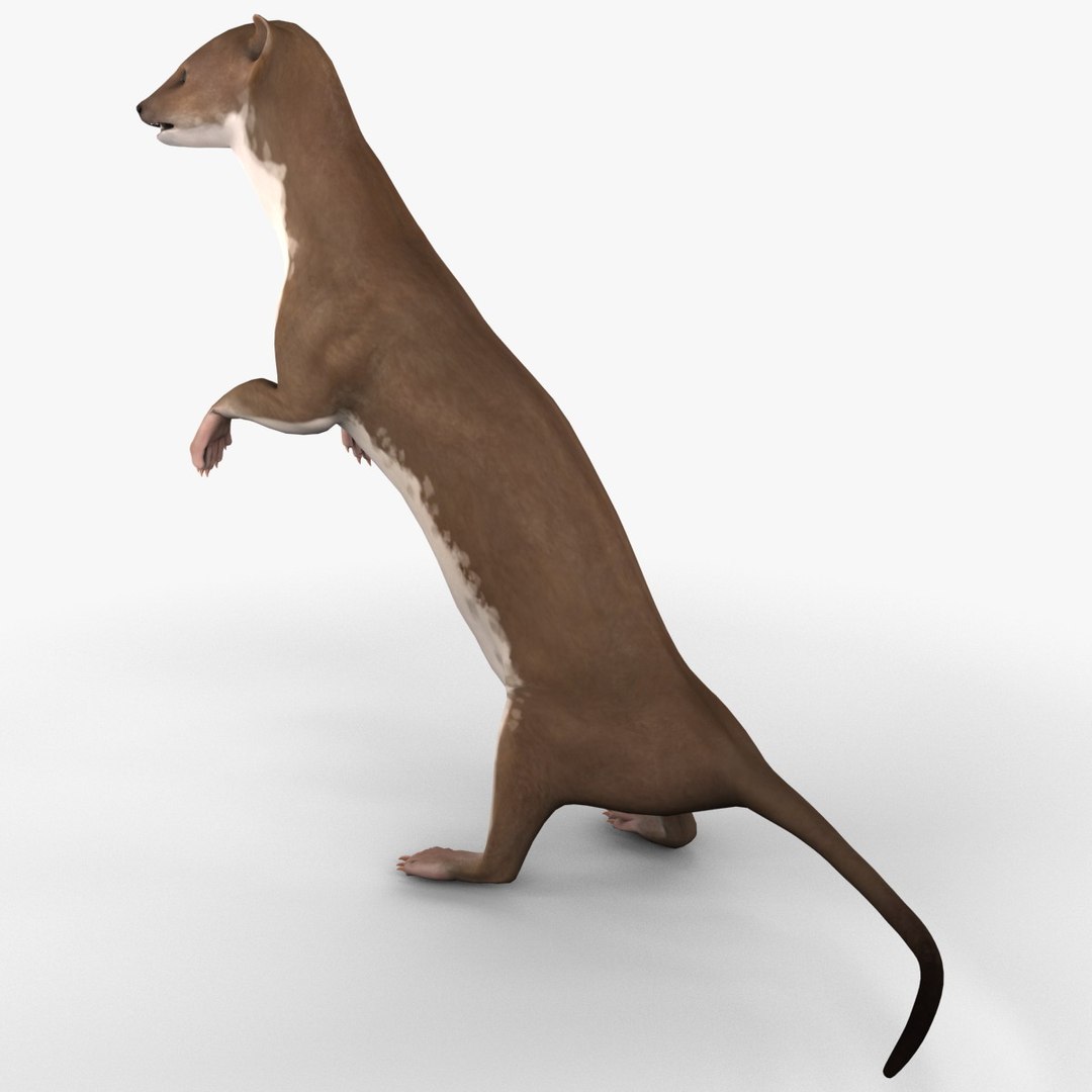3d Weasel Pose 2 Model