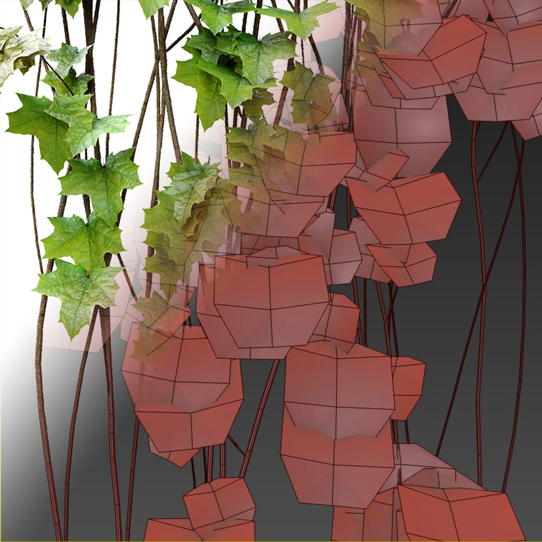 Vine Plant 2 3D Model - TurboSquid 1947825