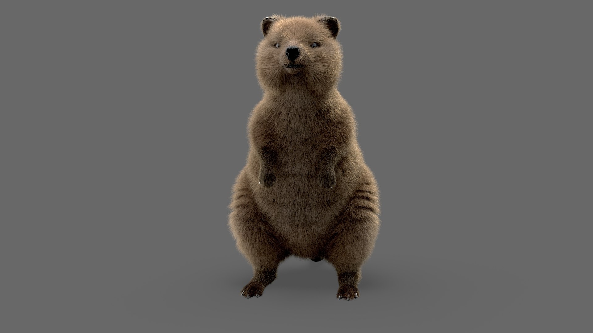Marsupials Mammal 3D Model - TurboSquid 1632576