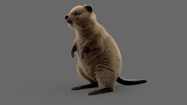 Marsupials mammal 3D model - TurboSquid 1632576