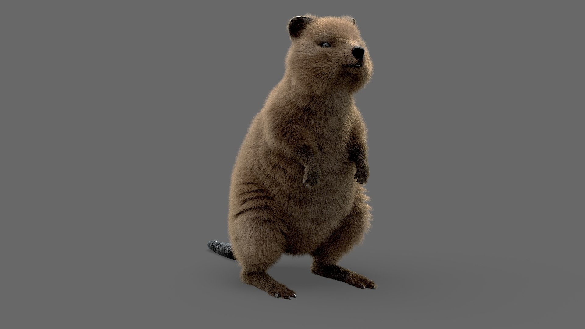 Marsupials Mammal 3D Model - TurboSquid 1632576