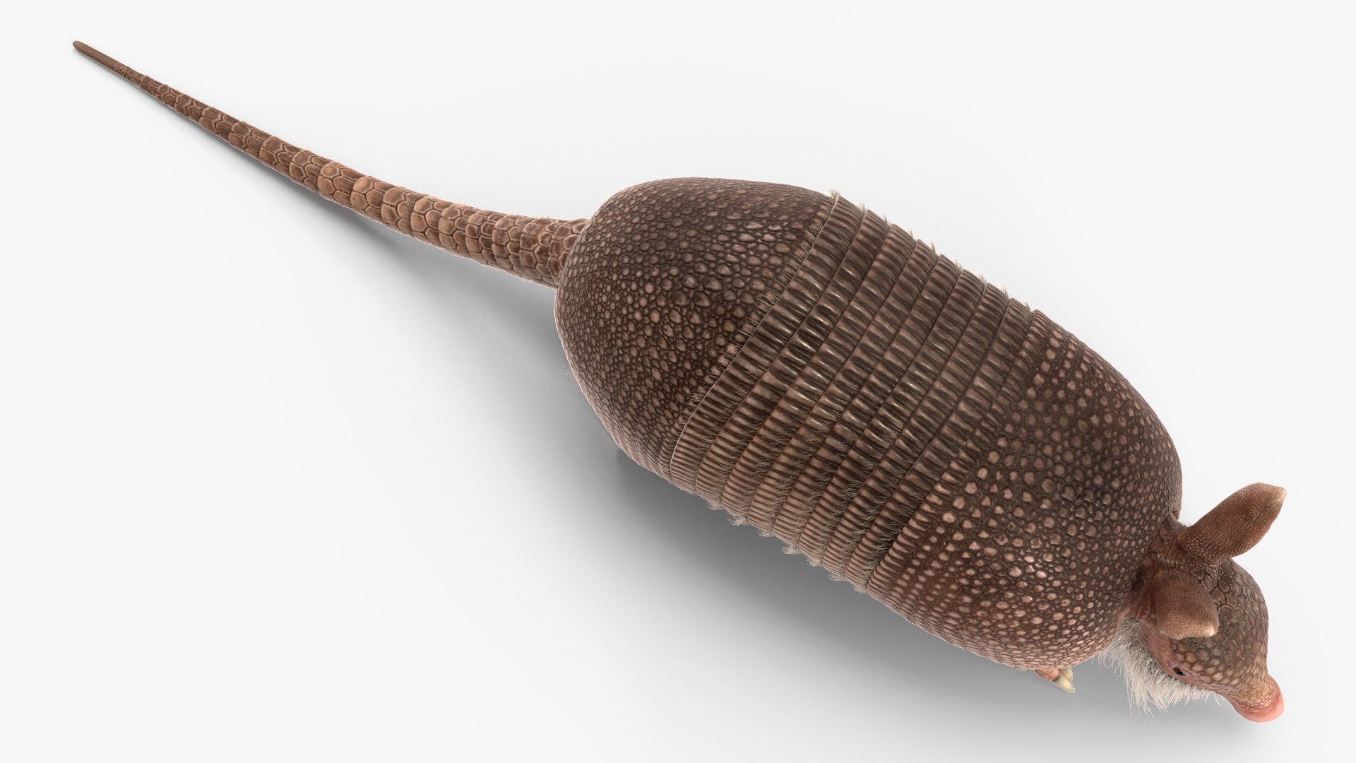Armadillo In Walking Pose Pink Fur 3D Model - TurboSquid 2248078