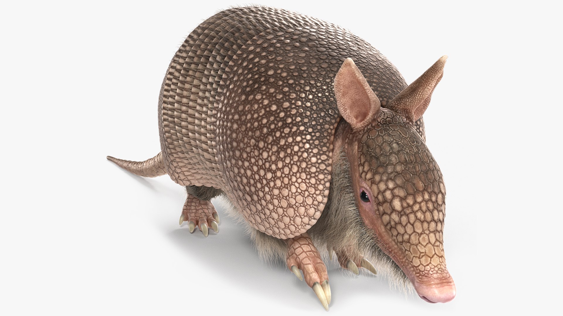 Armadillo In Walking Pose Pink Fur 3D Model - TurboSquid 2248078