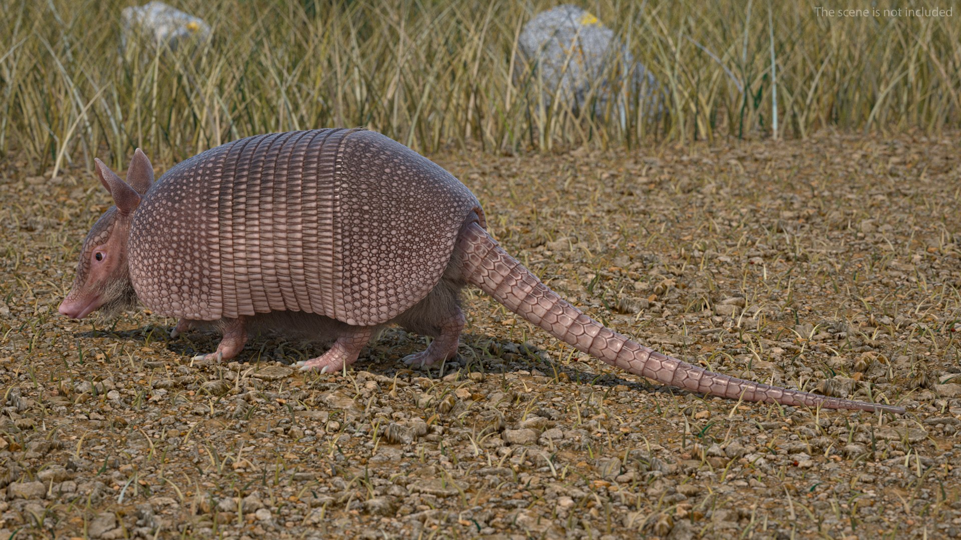 Armadillo In Walking Pose Pink Fur 3D Model - TurboSquid 2248078
