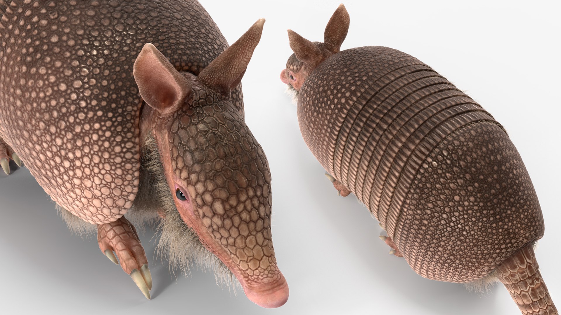 Armadillo In Walking Pose Pink Fur 3D Model - TurboSquid 2248078
