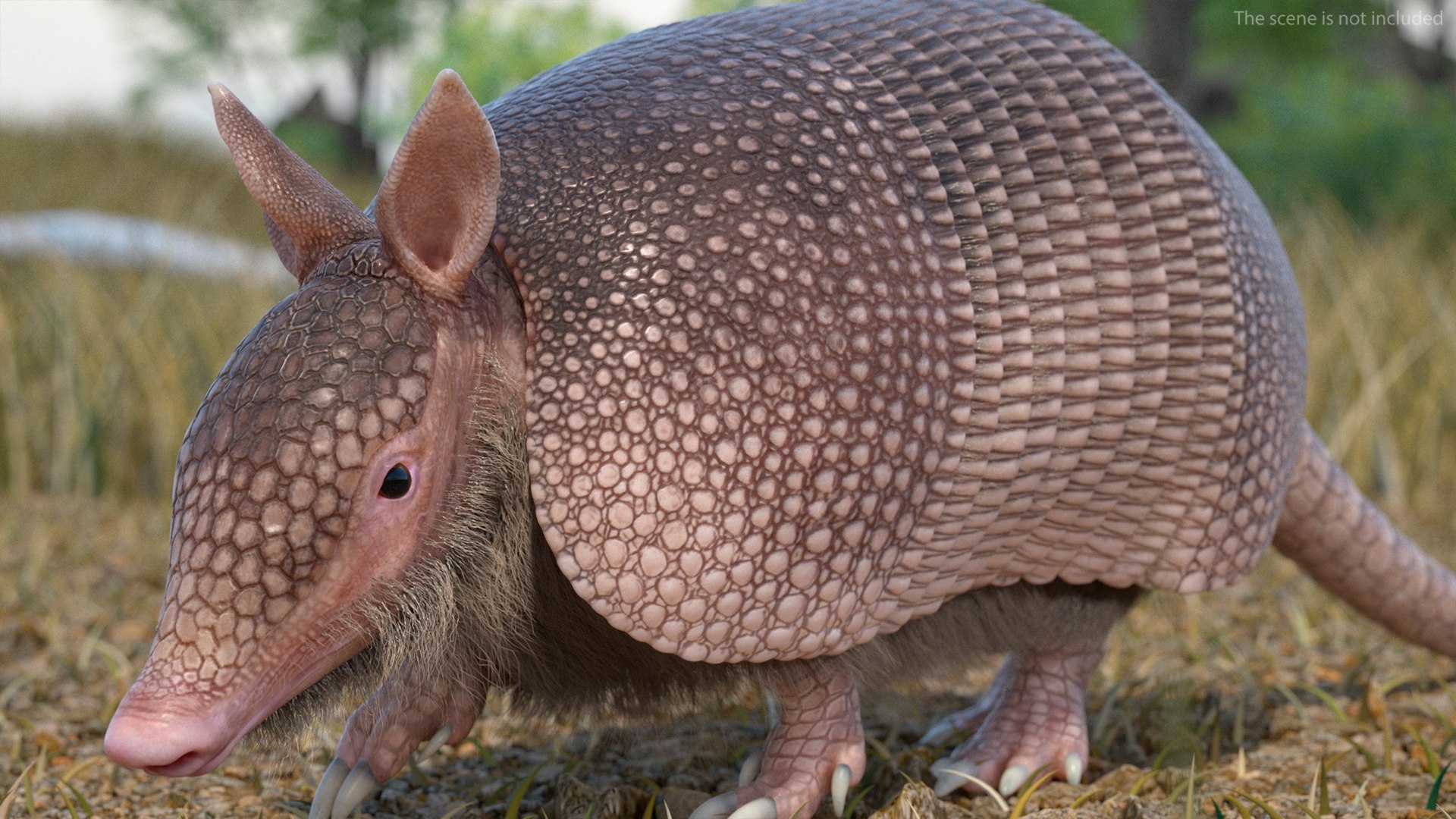 Armadillo In Walking Pose Pink Fur 3D Model - TurboSquid 2248078