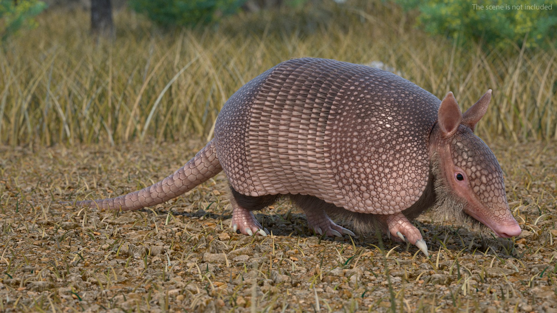 Armadillo In Walking Pose Pink Fur 3D Model - TurboSquid 2248078