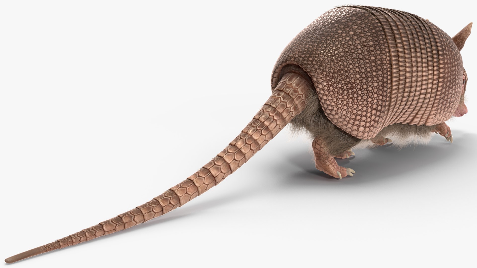 Armadillo In Walking Pose Pink Fur 3D Model - TurboSquid 2248078
