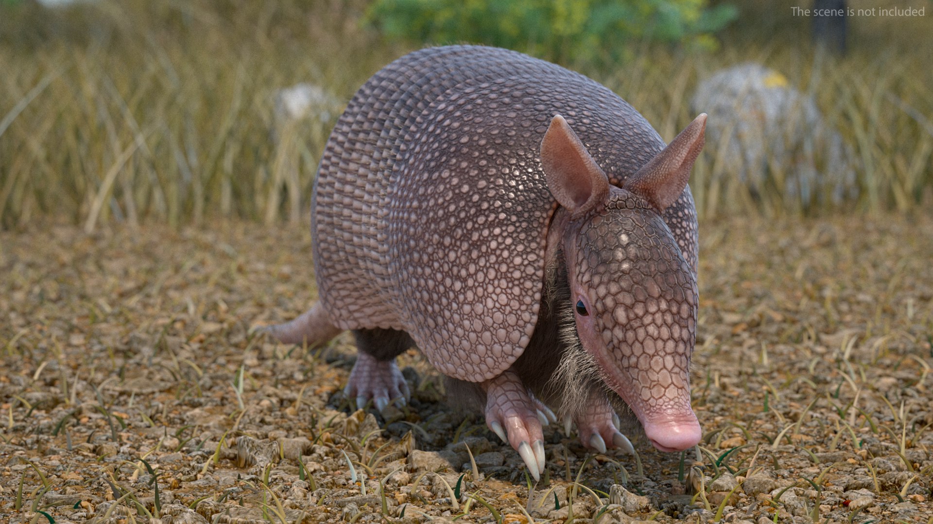 Armadillo In Walking Pose Pink Fur 3D Model - TurboSquid 2248078