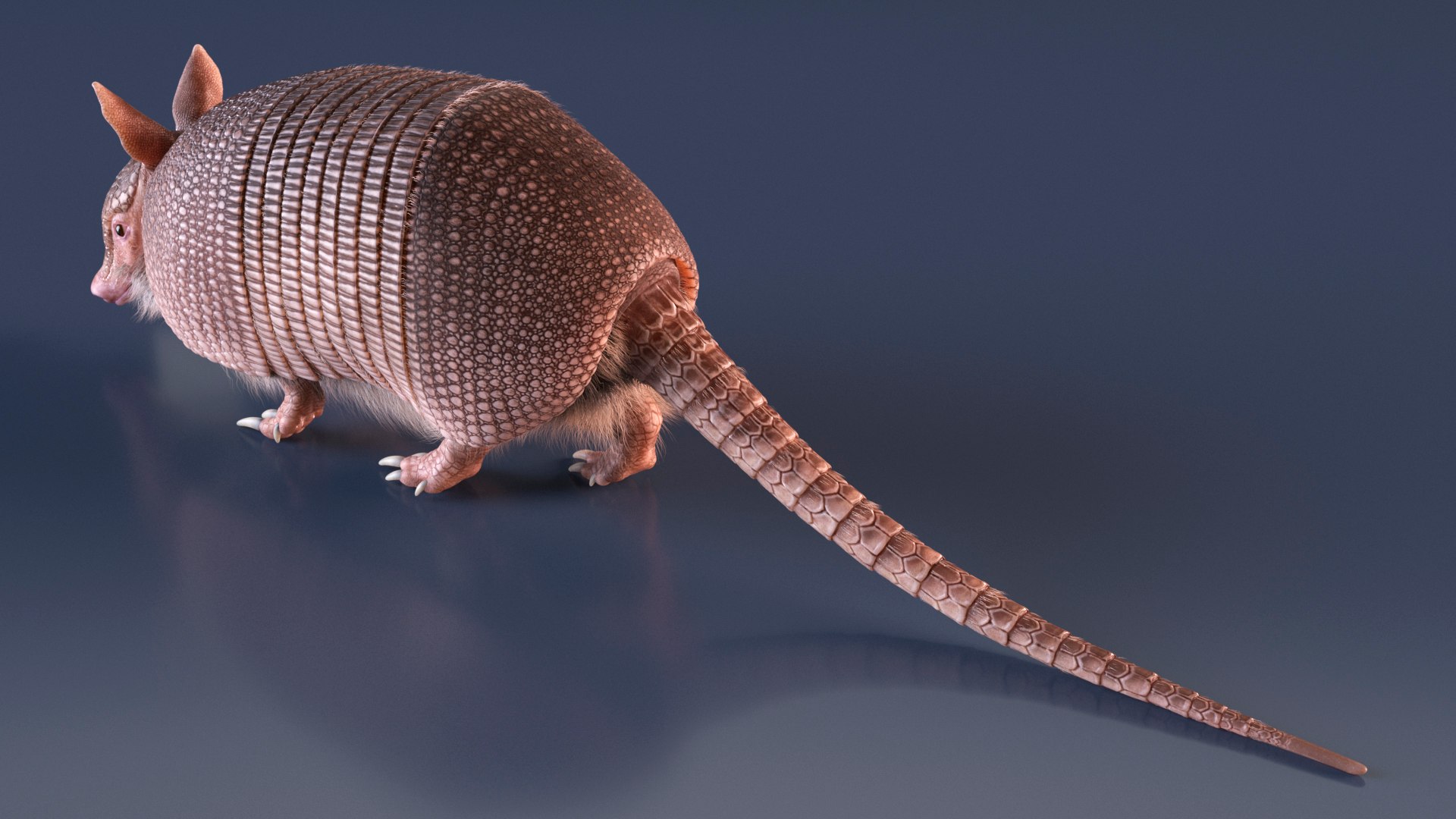 Armadillo In Walking Pose Pink Fur 3D Model - TurboSquid 2248078