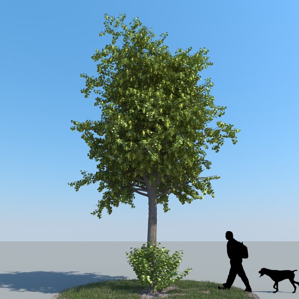 realistic linden tree leaf 3d model