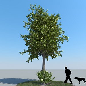3d realistic linden lime trees