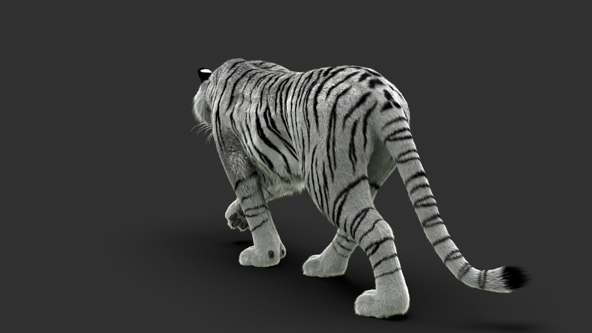 3D Model White Tiger 2 FUR Rigged - TurboSquid 1784938