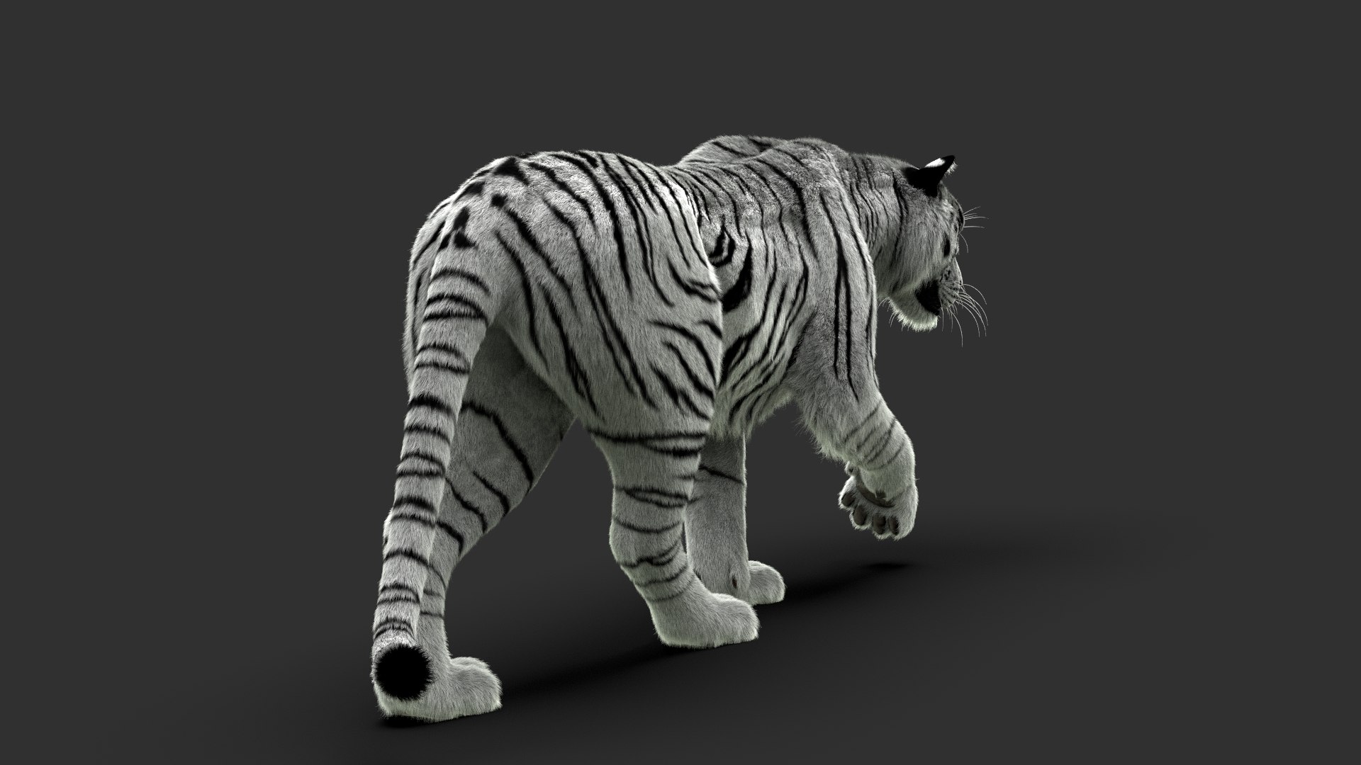 3D Model White Tiger 2 FUR Rigged - TurboSquid 1784938