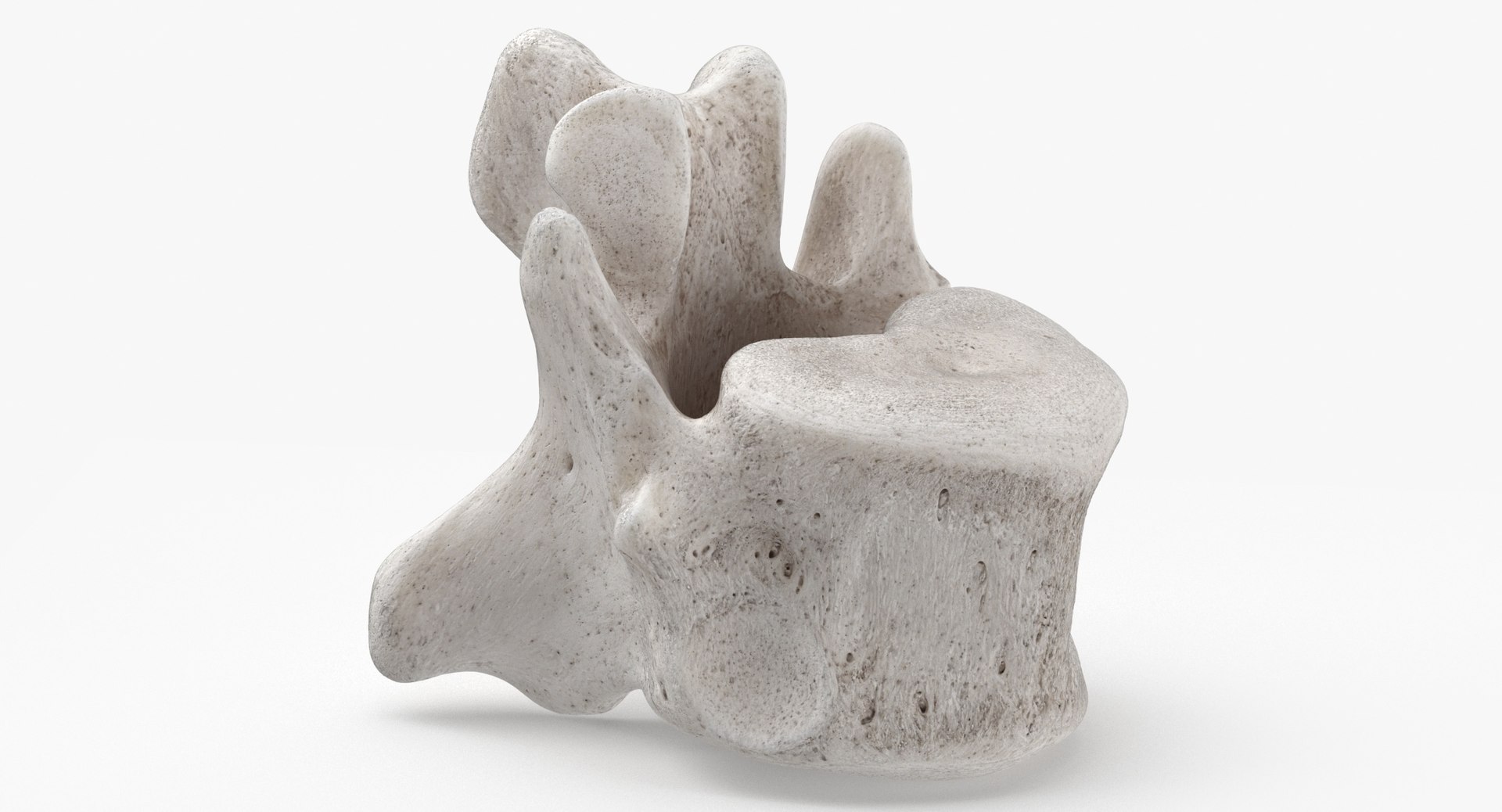 Bear Ursus Thoracic Vertebrae T13 3D Model - TurboSquid 2153535