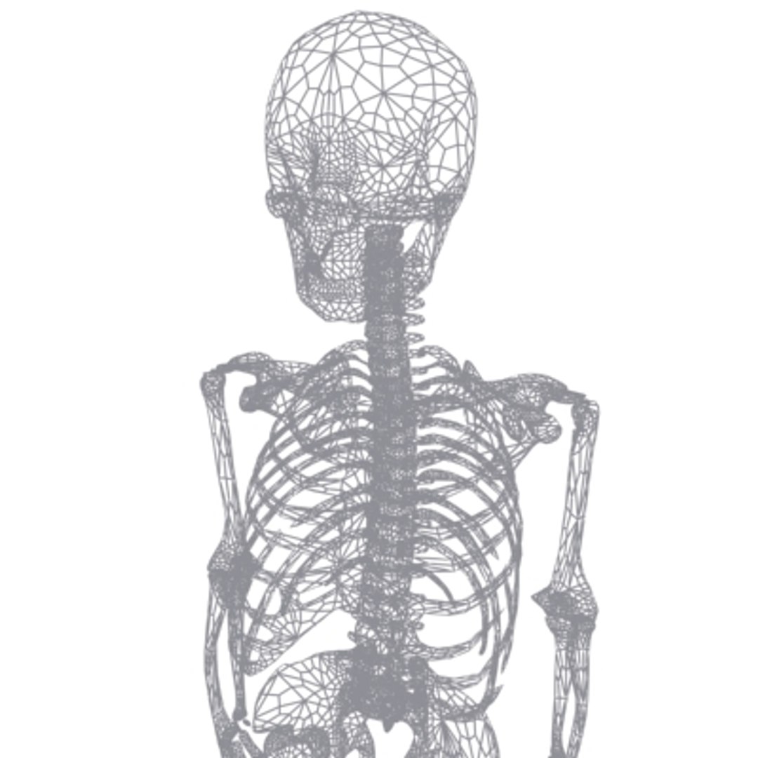 3d Model Skeleton Medical