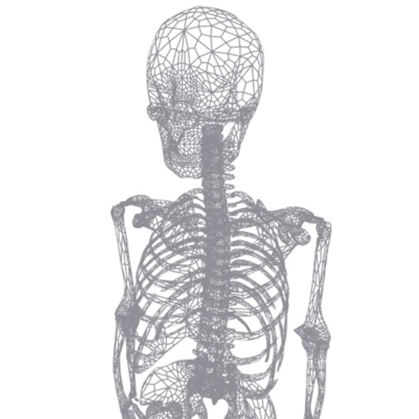 3d model skeleton medical