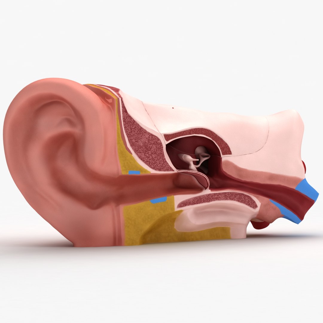 dugm01 ear anatomy 3ds