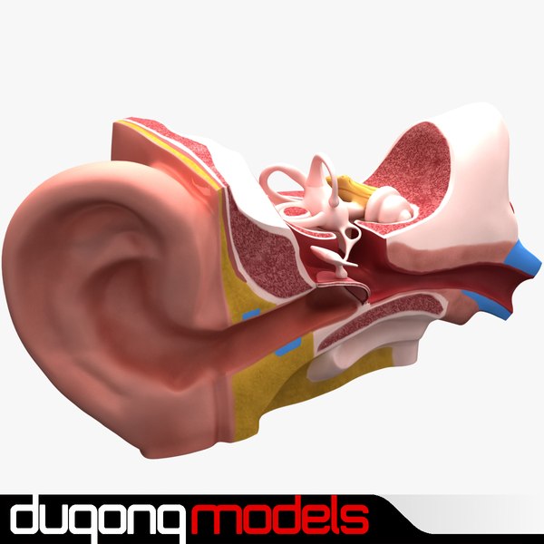 Free 3D Ears Models | TurboSquid