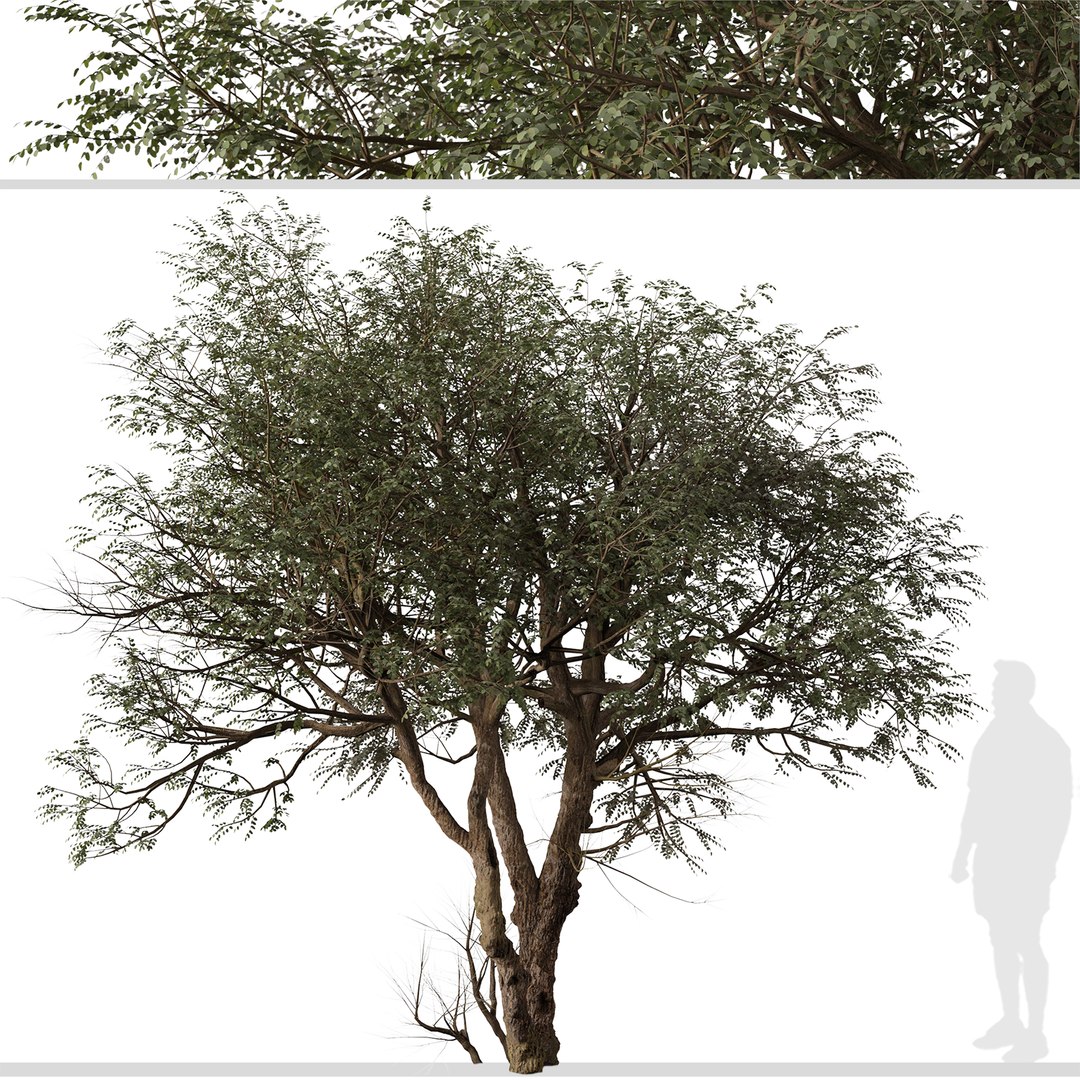3D Set Of Ghaf Or Prosopis Cineraria Tree - 2 Trees - TurboSquid 1989488