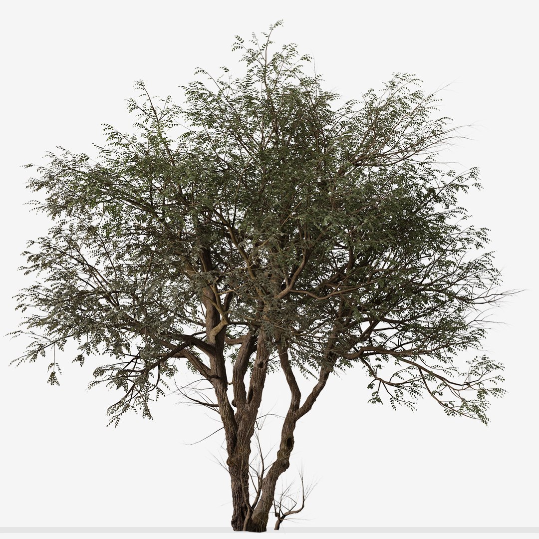 3D Set Of Ghaf Or Prosopis Cineraria Tree - 2 Trees - TurboSquid 1989488
