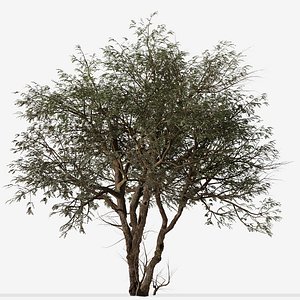 3D Ghaf Models - Browse & Download Formats - TurboSquid