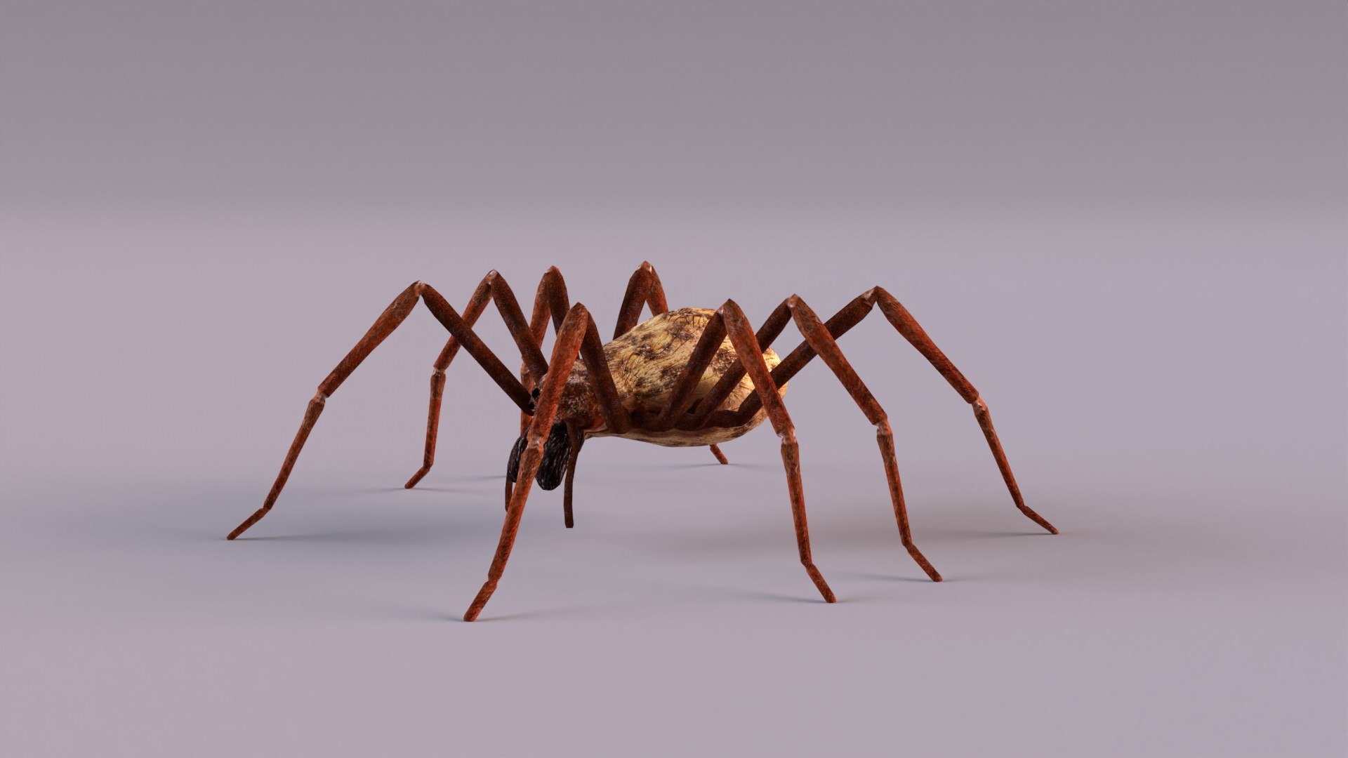 3D House Spider - TurboSquid 1936892