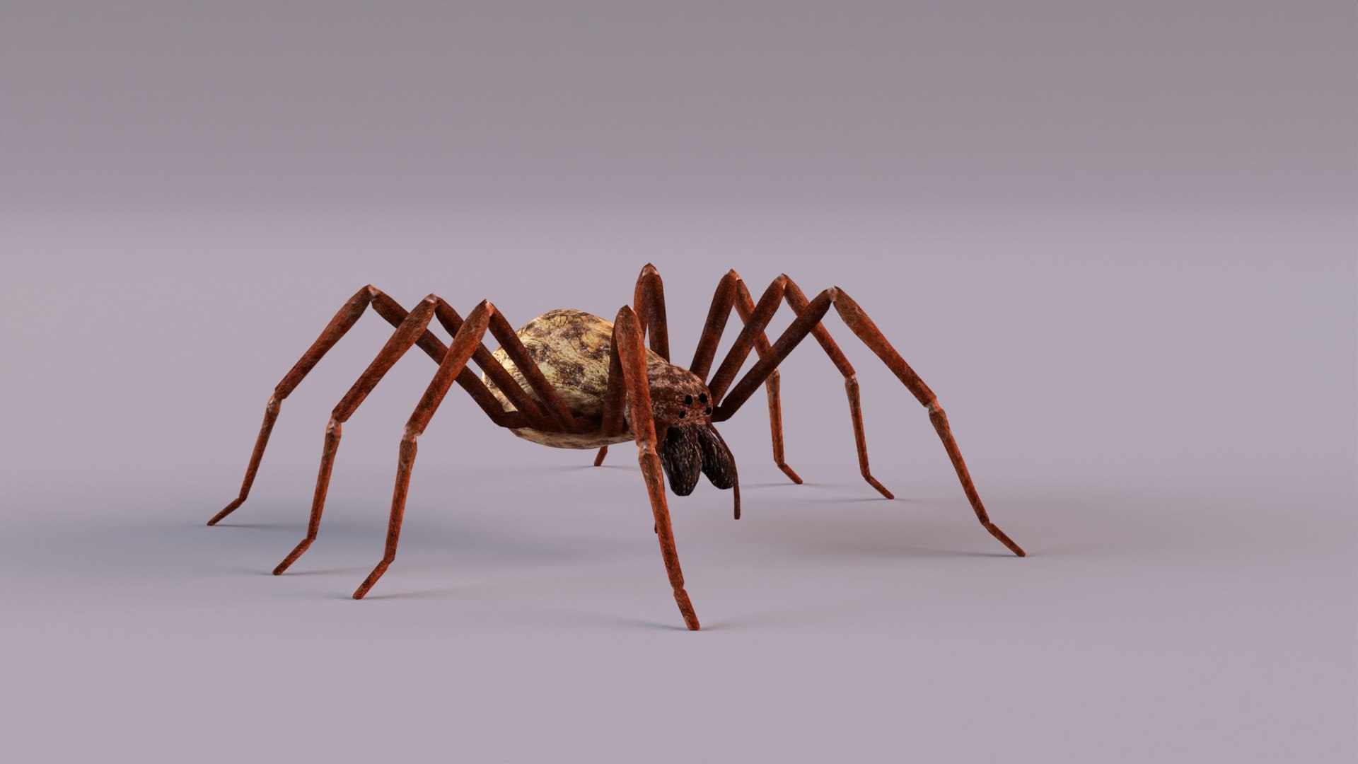 3D House Spider - TurboSquid 1936892