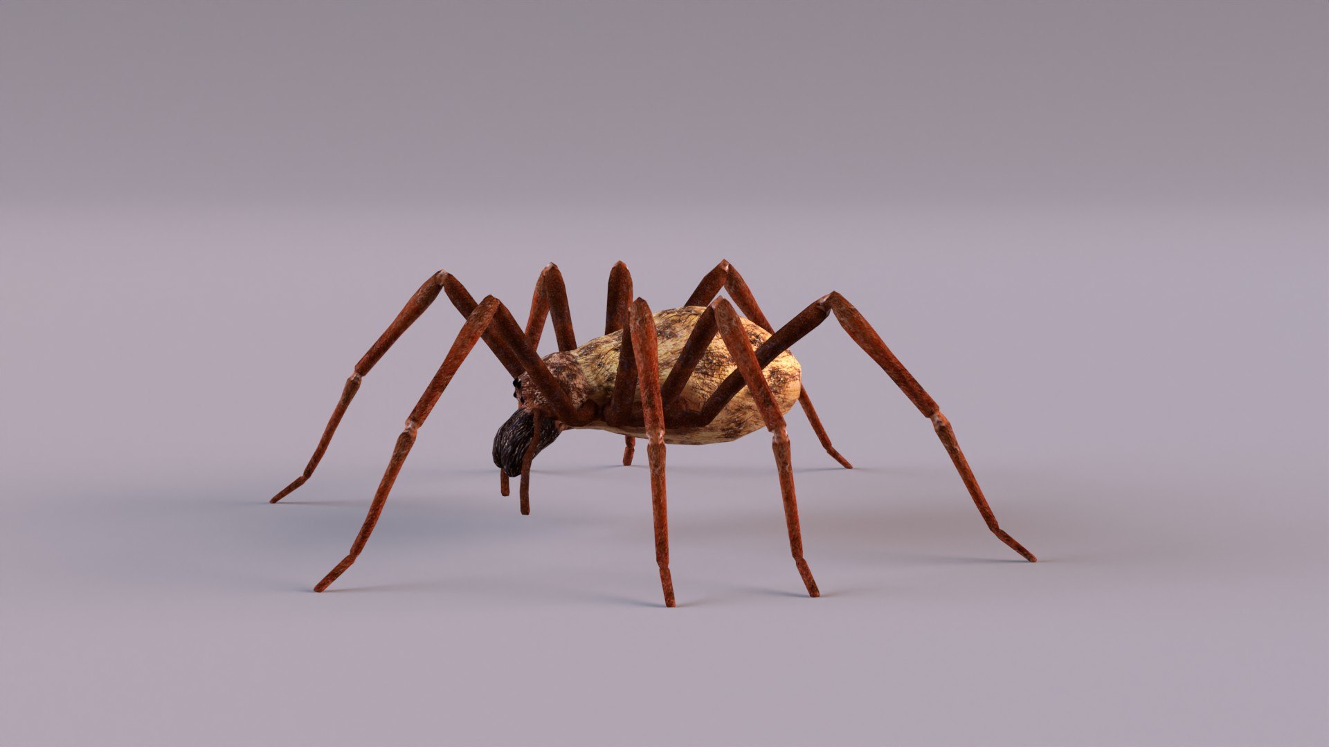 3D House Spider - TurboSquid 1936892