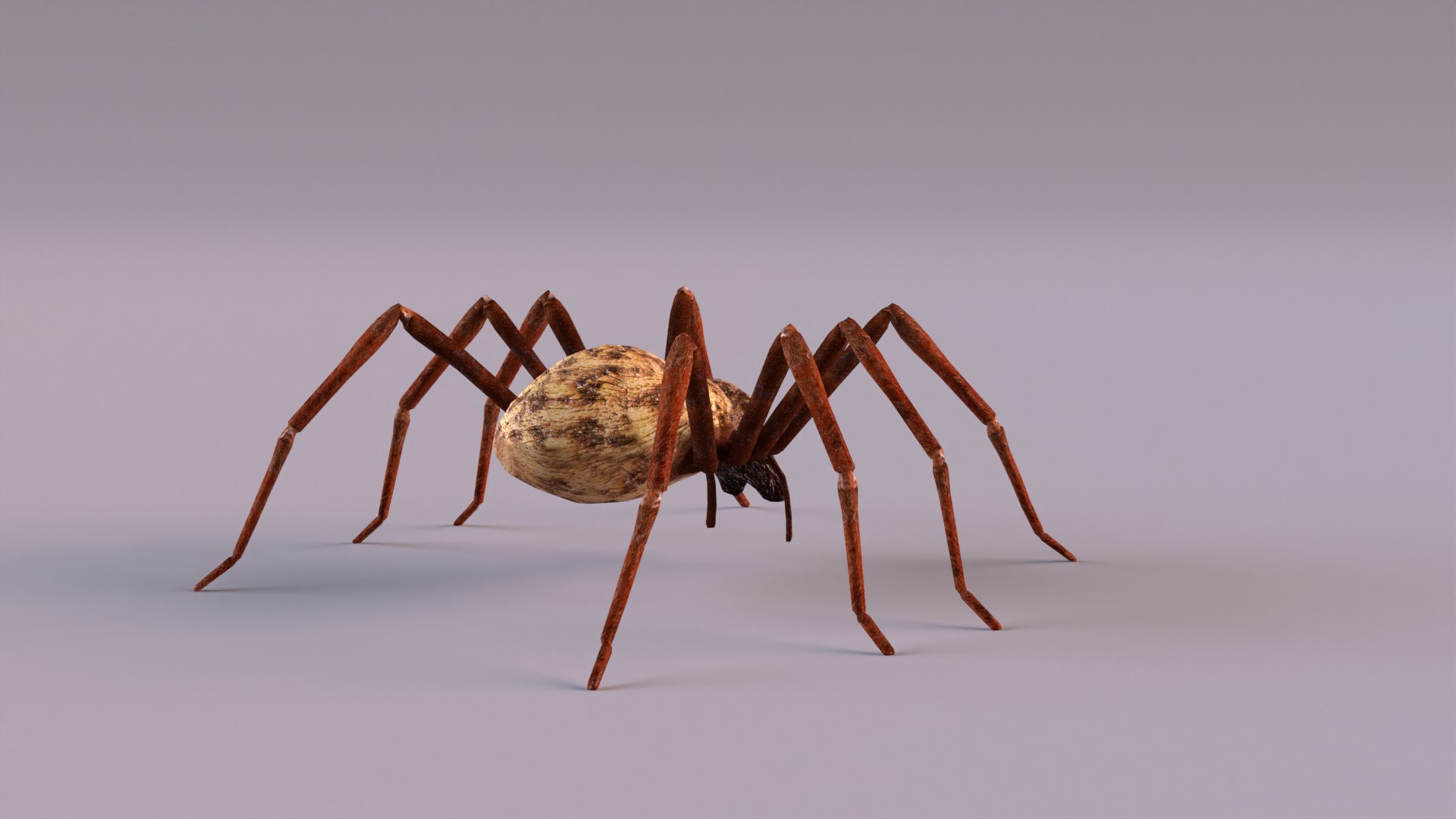 3D House Spider - TurboSquid 1936892