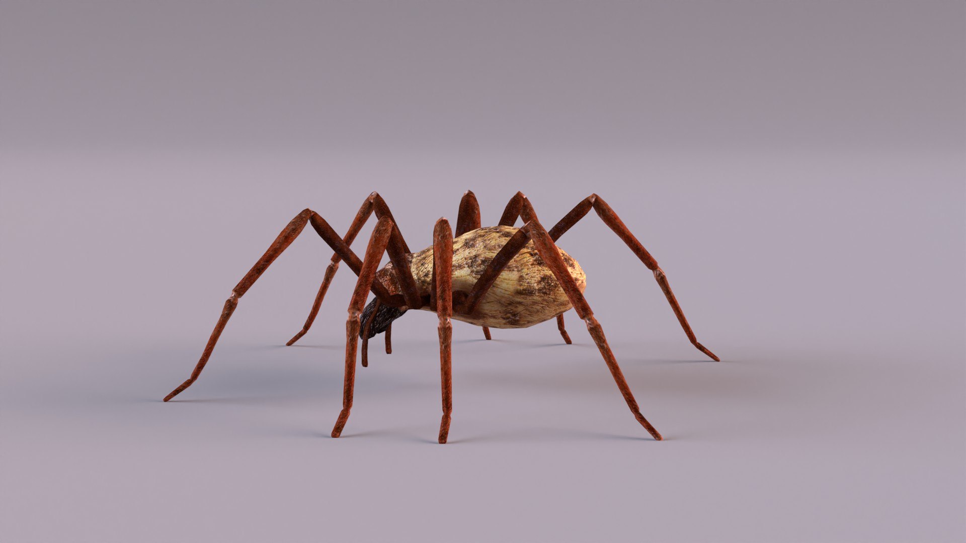 3D House Spider - TurboSquid 1936892
