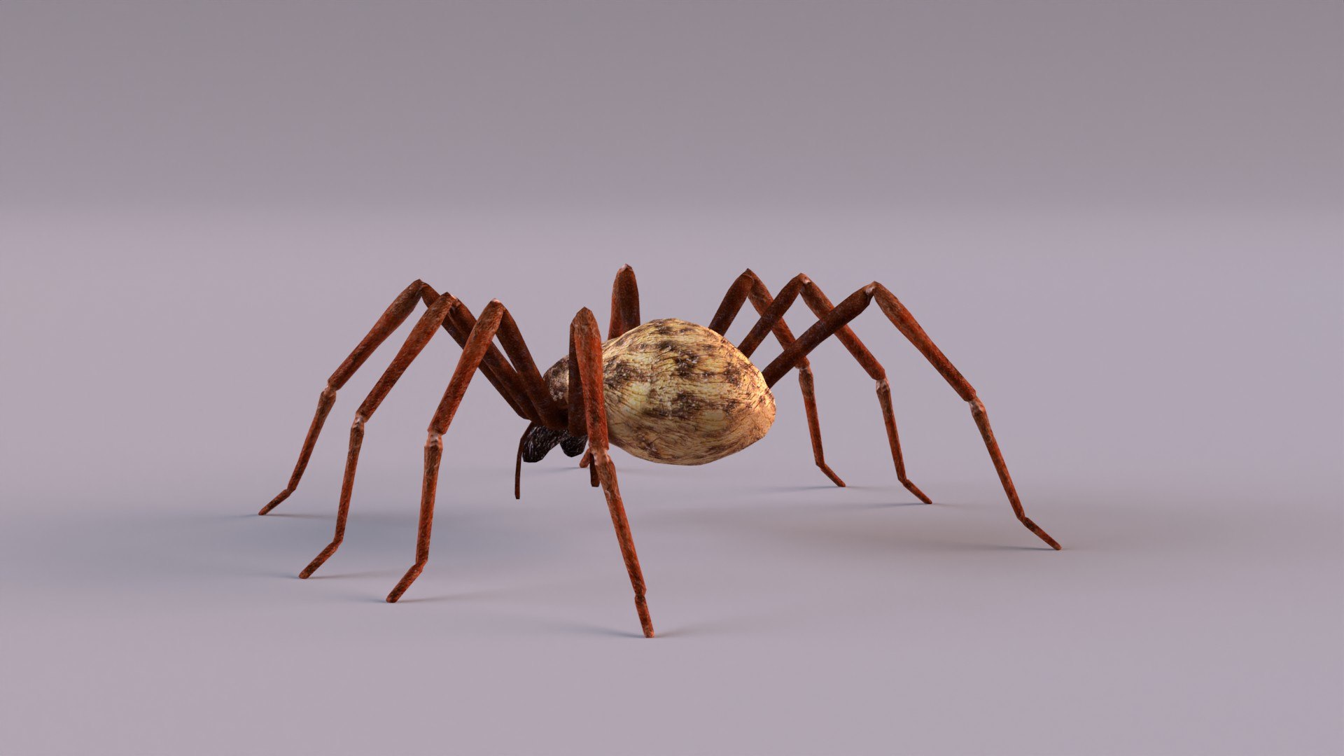 3D House Spider - TurboSquid 1936892