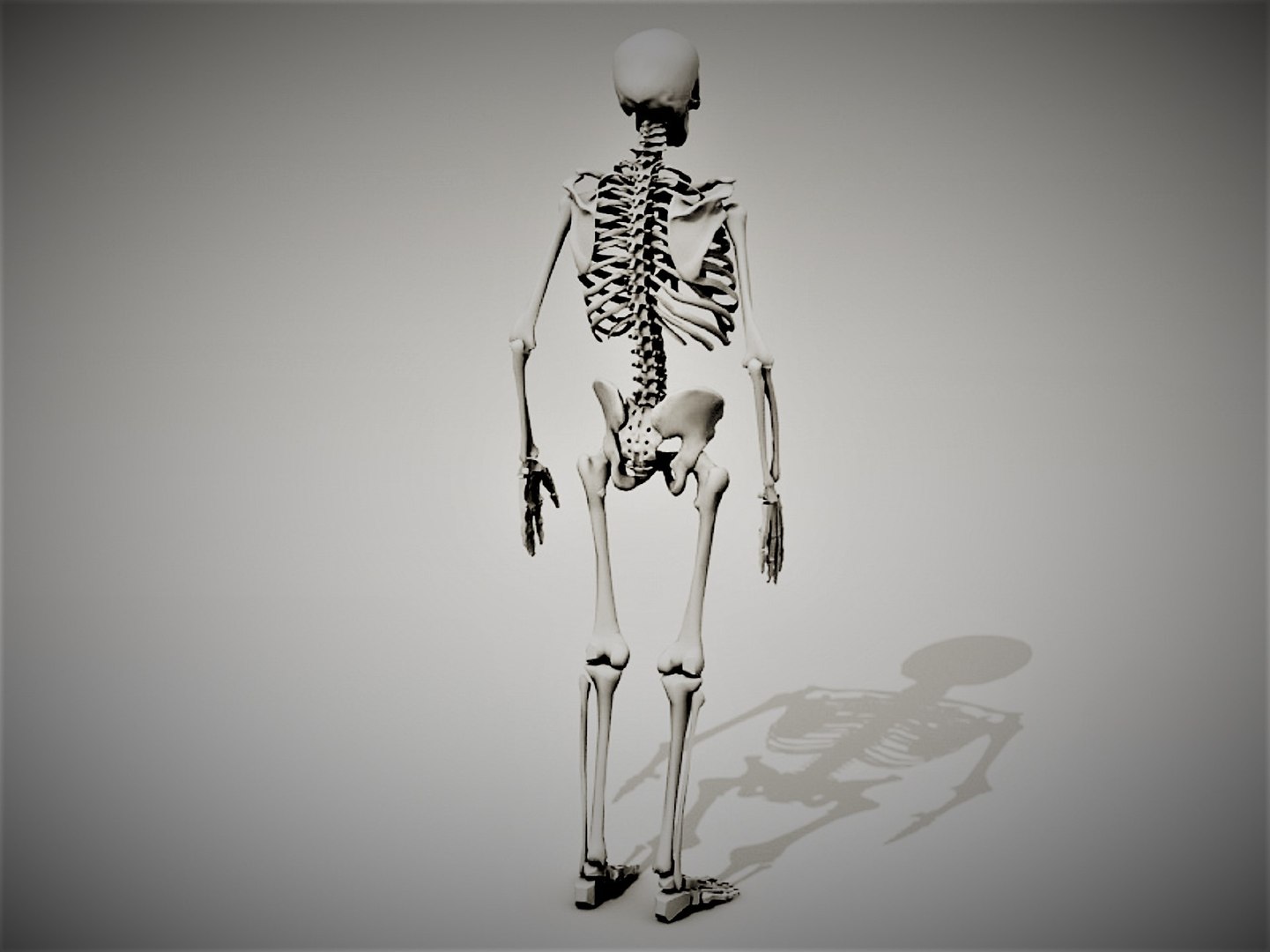 3D Model Human Skeleton - TurboSquid 1956499