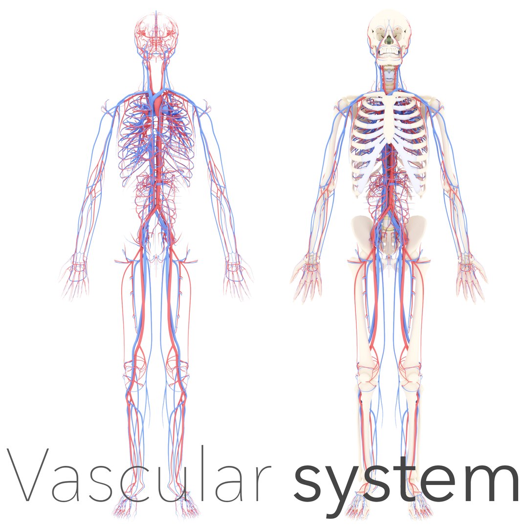3D Human Vessels Complete - TurboSquid 1309223