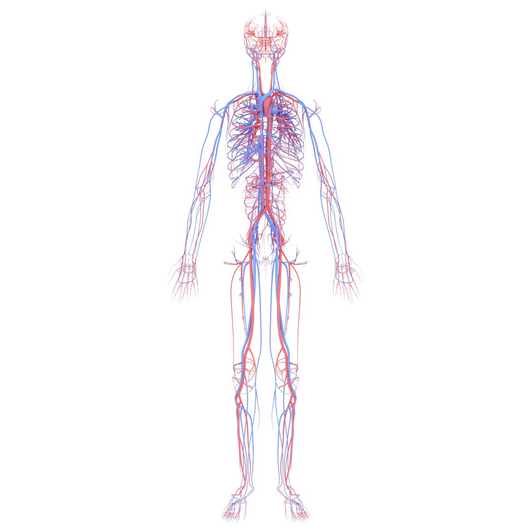 3D Human Vessels Complete - TurboSquid 1309223