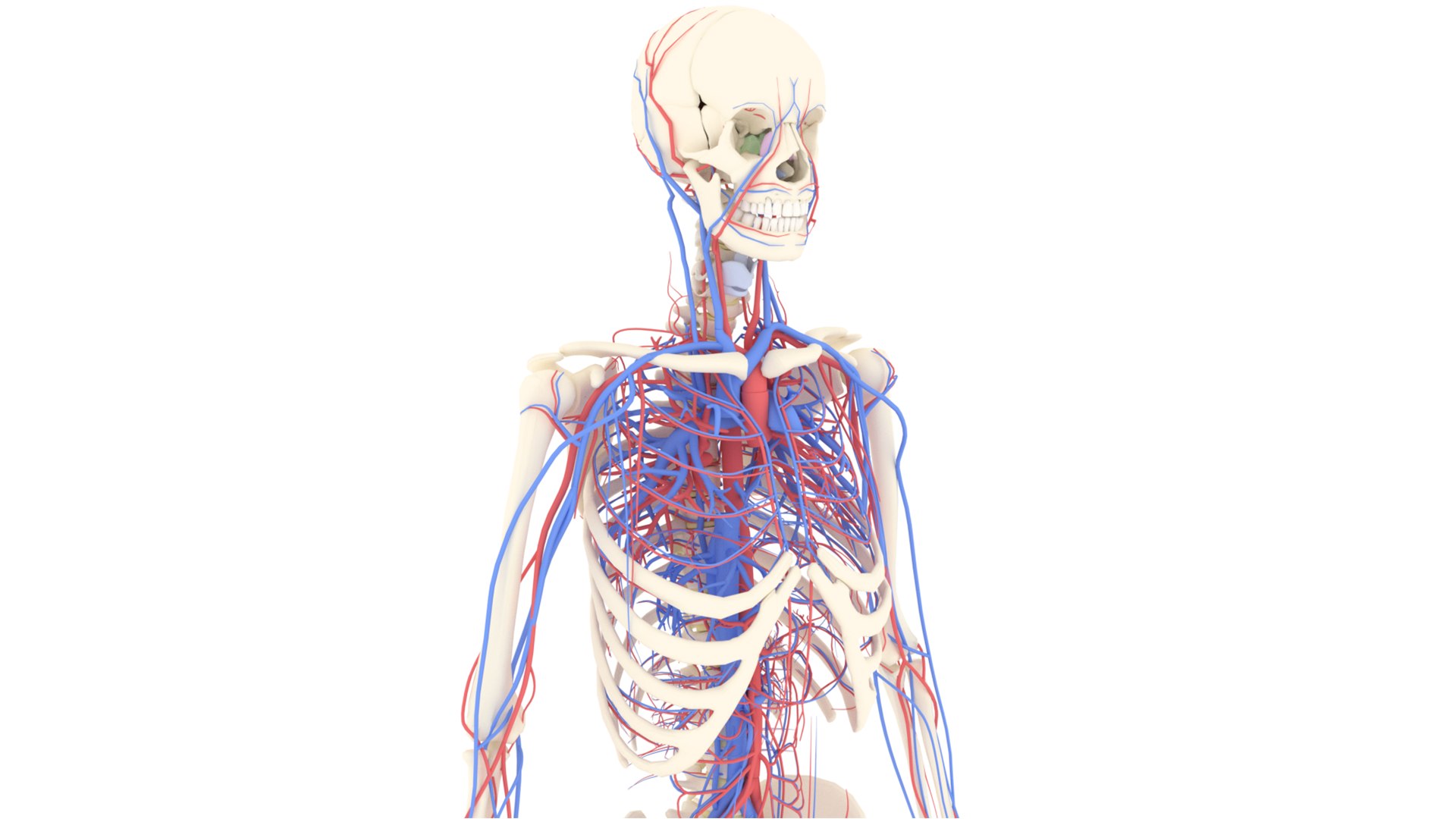 3D Human Vessels Complete - TurboSquid 1309223