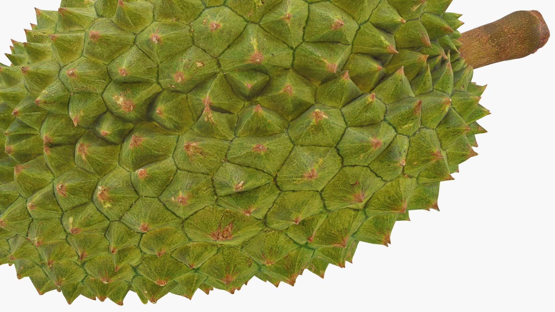 Durian 3D model - TurboSquid 2070863